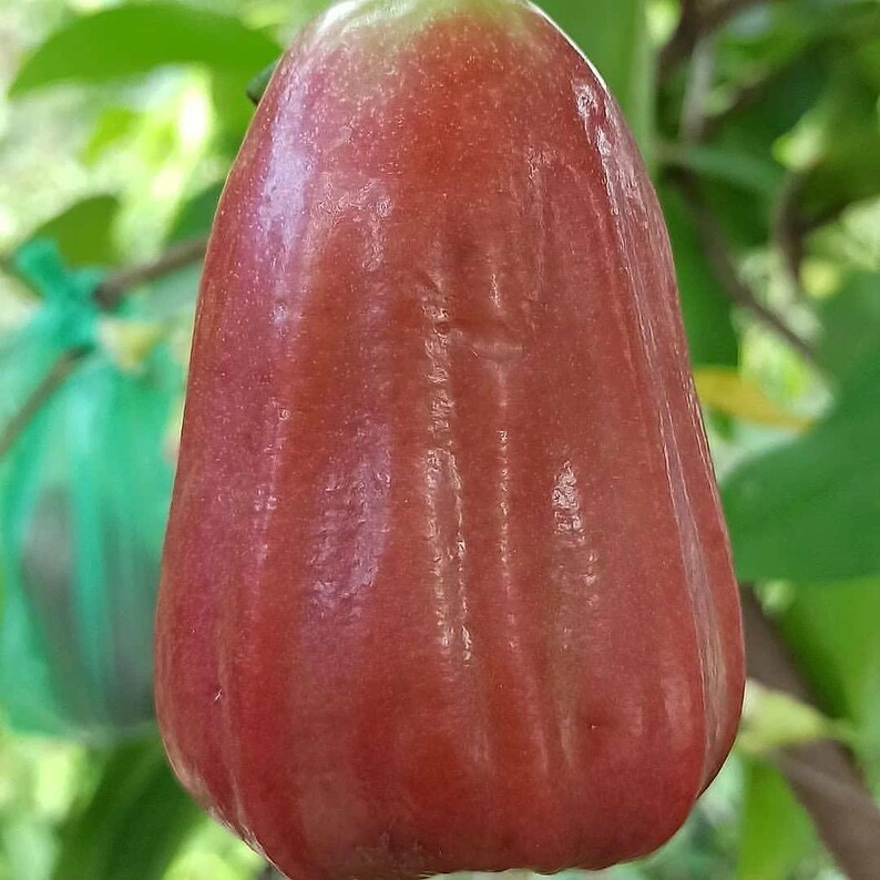 Grafted Water Apple Kusuma Red Fruit Tree, Top Quality Fast Fruiting - Etsy