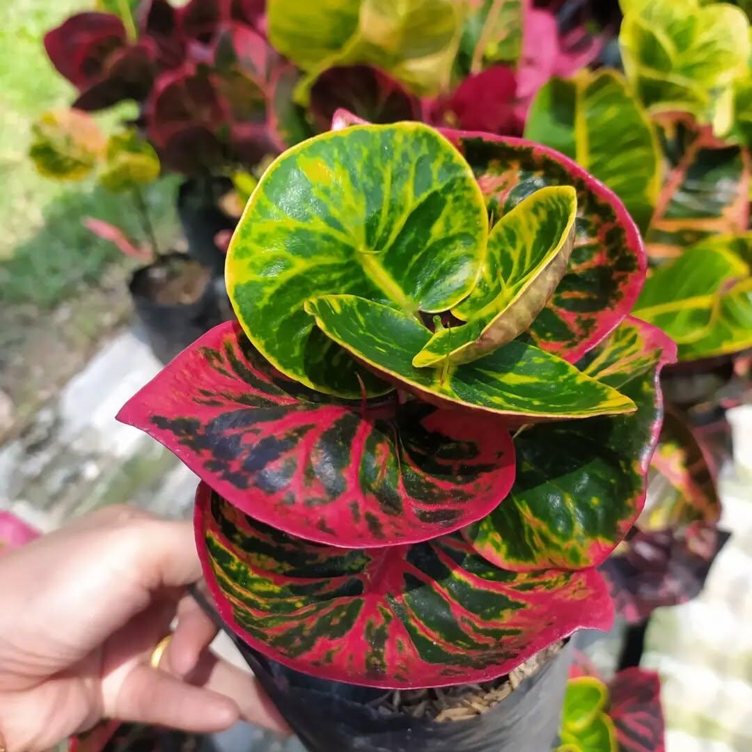 Codiaeum Variegatum Croton Apple Dragon Ball High Quality - Etsy