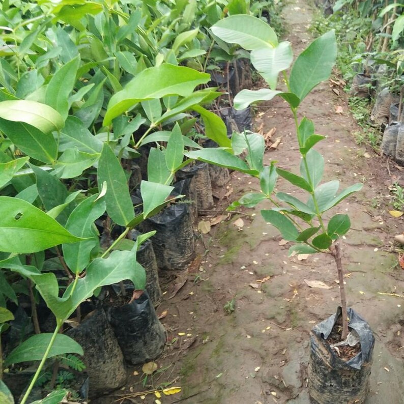 Grafted Water Apple Kusuma Red Fruit Tree, Top Quality Fast Fruiting - Etsy