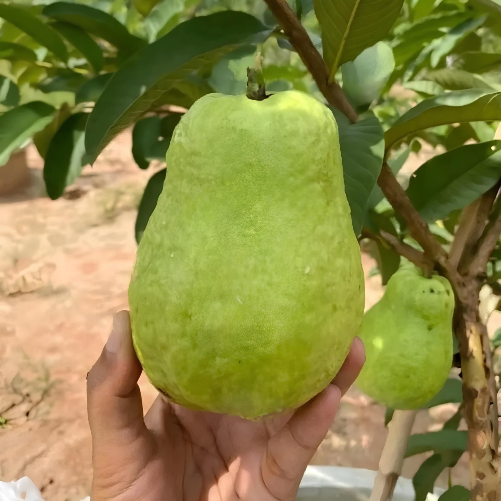 Grafted Farang Guava Fruit Tree, Top Quality Fast Fruiting - Etsy
