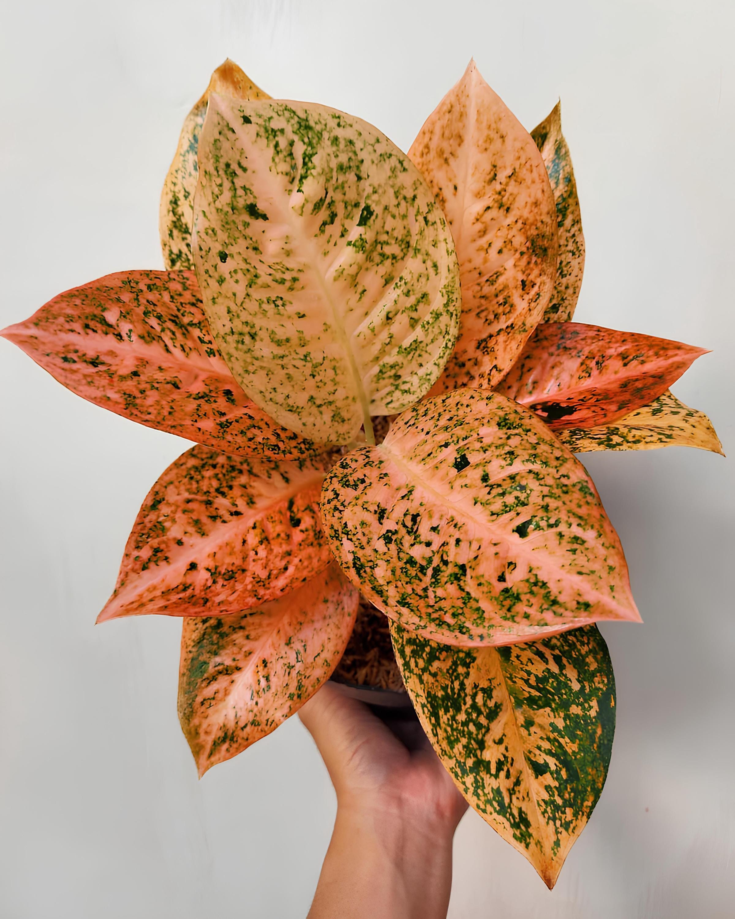 Aglaonema Stardust Orange, Perfect Leaves Beautiful Plant - Etsy