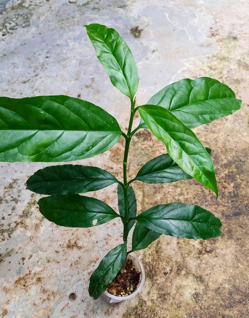 Hoya Decipulae Unique Leaves Best Plant - Etsy