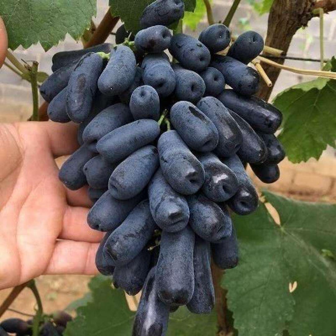 Grafted Mondrop Grapes Fruit Tree, Top Quality Fast Fruiting - Etsy