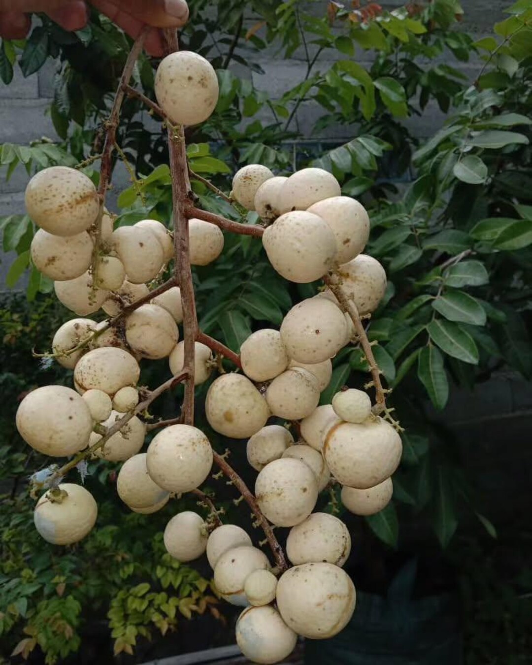 Grafted Longan Matalada Fruit Tree, Top Quality Fast Fruiting - Etsy