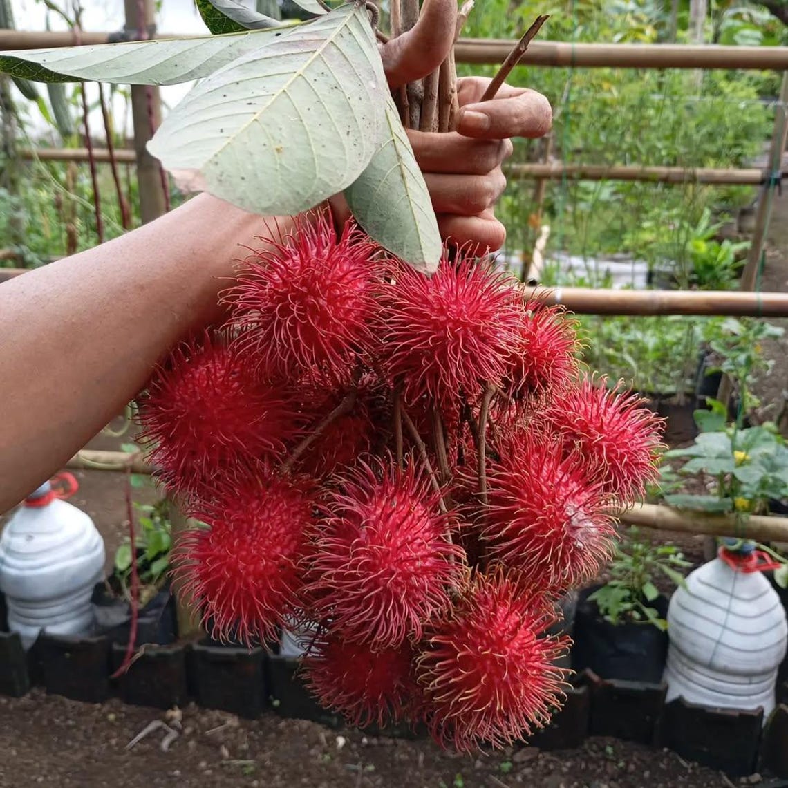 Grafted Rambutan Binjai Fruit Tree, Top Quality Fast Fruiting - Etsy