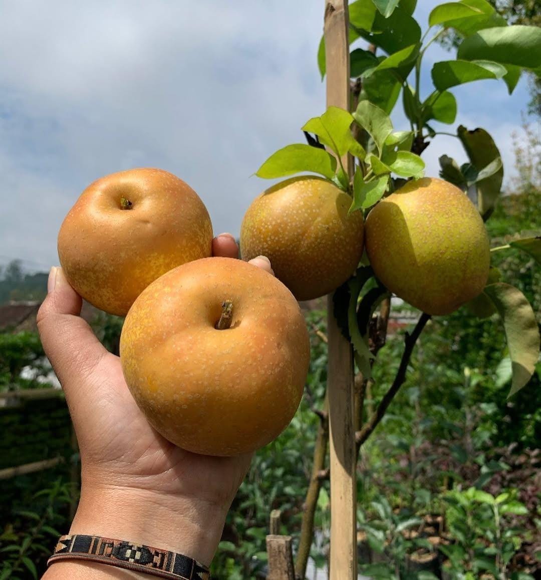 Grafted Golden Pear Fruit Tree, Top Quality Fast Fruiting - Etsy