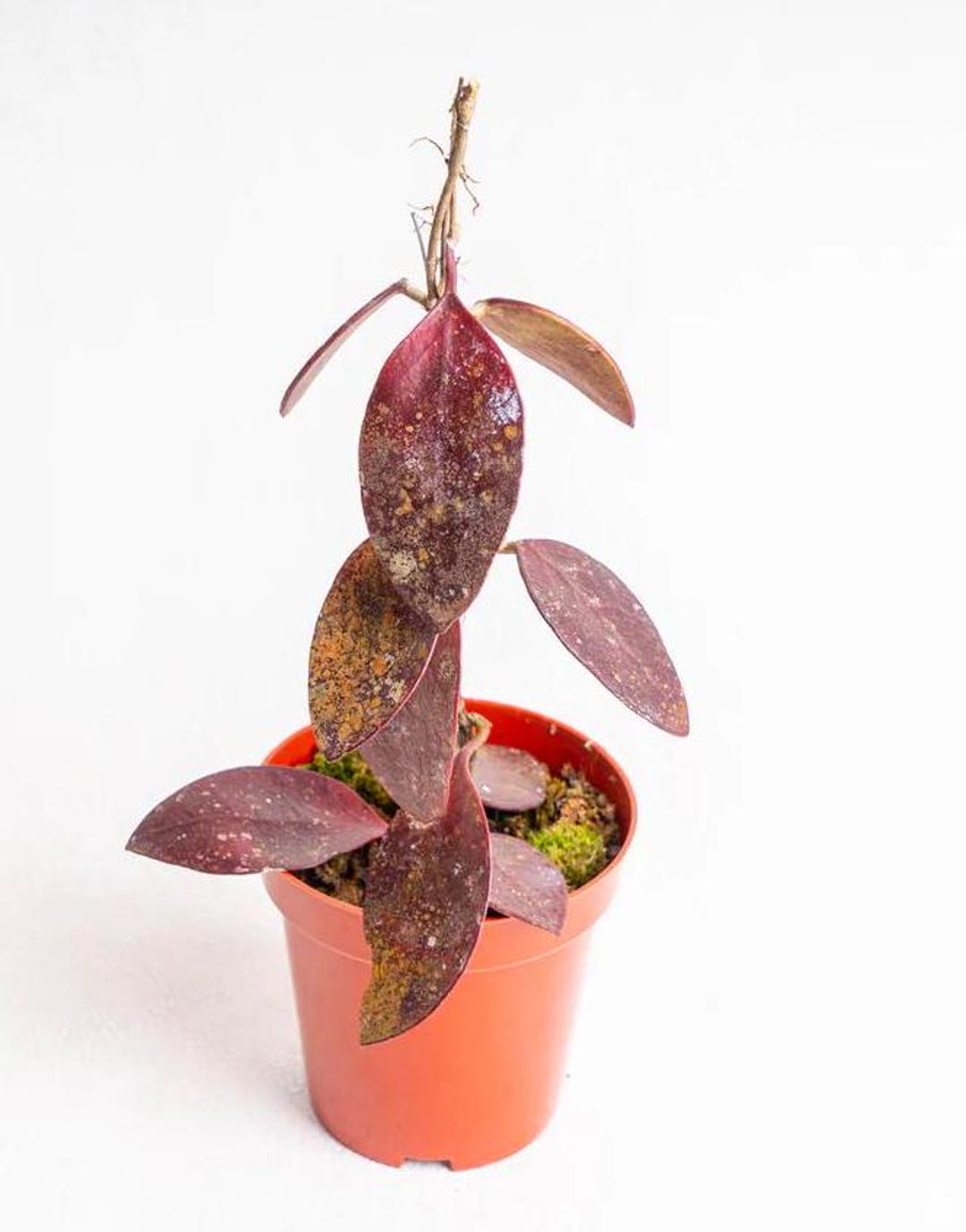 Hoya Benchaii Red Unique Leaves Best Plant - Etsy