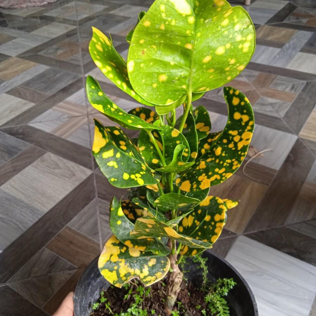Codiaeum Variegatum Croton Apple Kemuning High Quality - Etsy