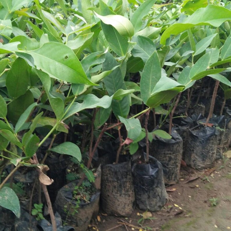 Grafted Water Apple Kusuma Red Fruit Tree, Top Quality Fast Fruiting - Etsy