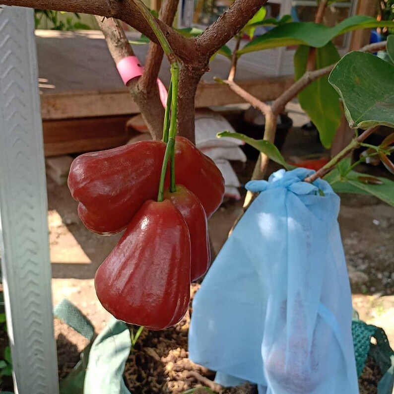 Grafted Water Apple Kusuma Red Fruit Tree, Top Quality Fast Fruiting - Etsy