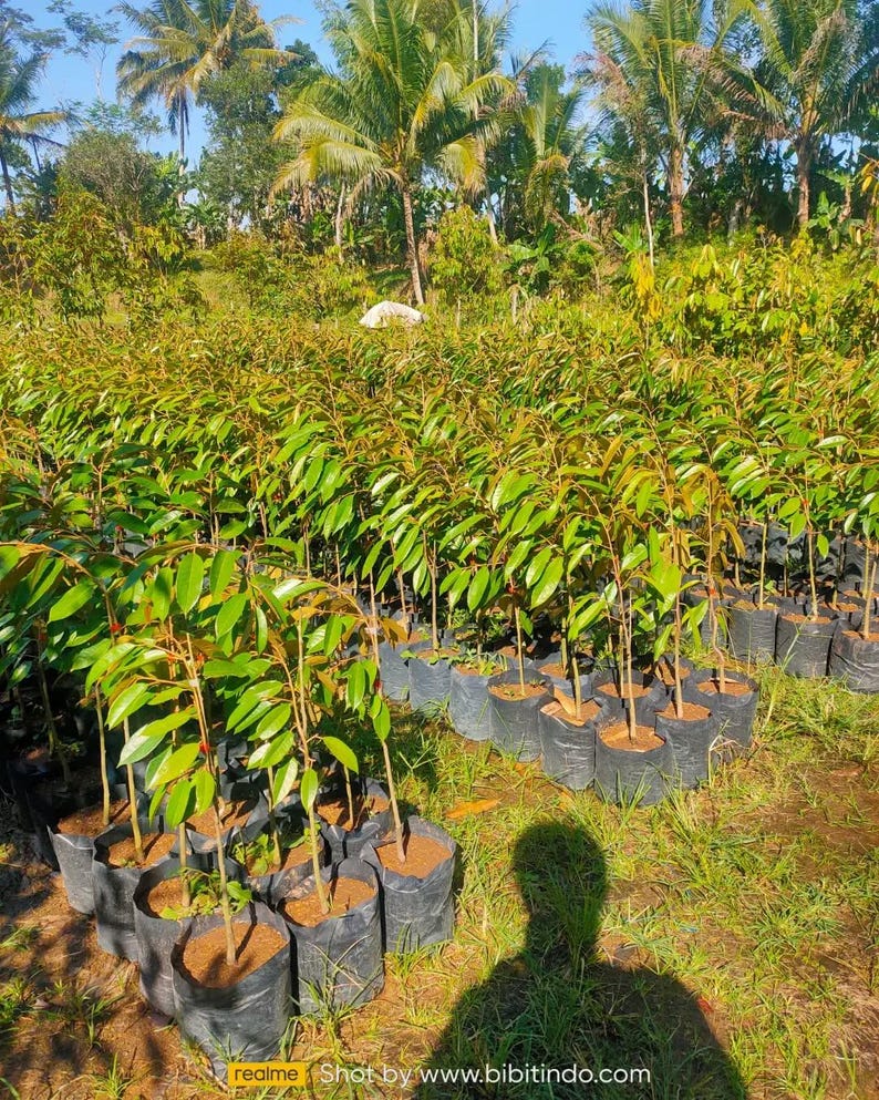 Grafted Super Copper Durian Fruit Tree, Top Quality Fast Fruiting - Etsy