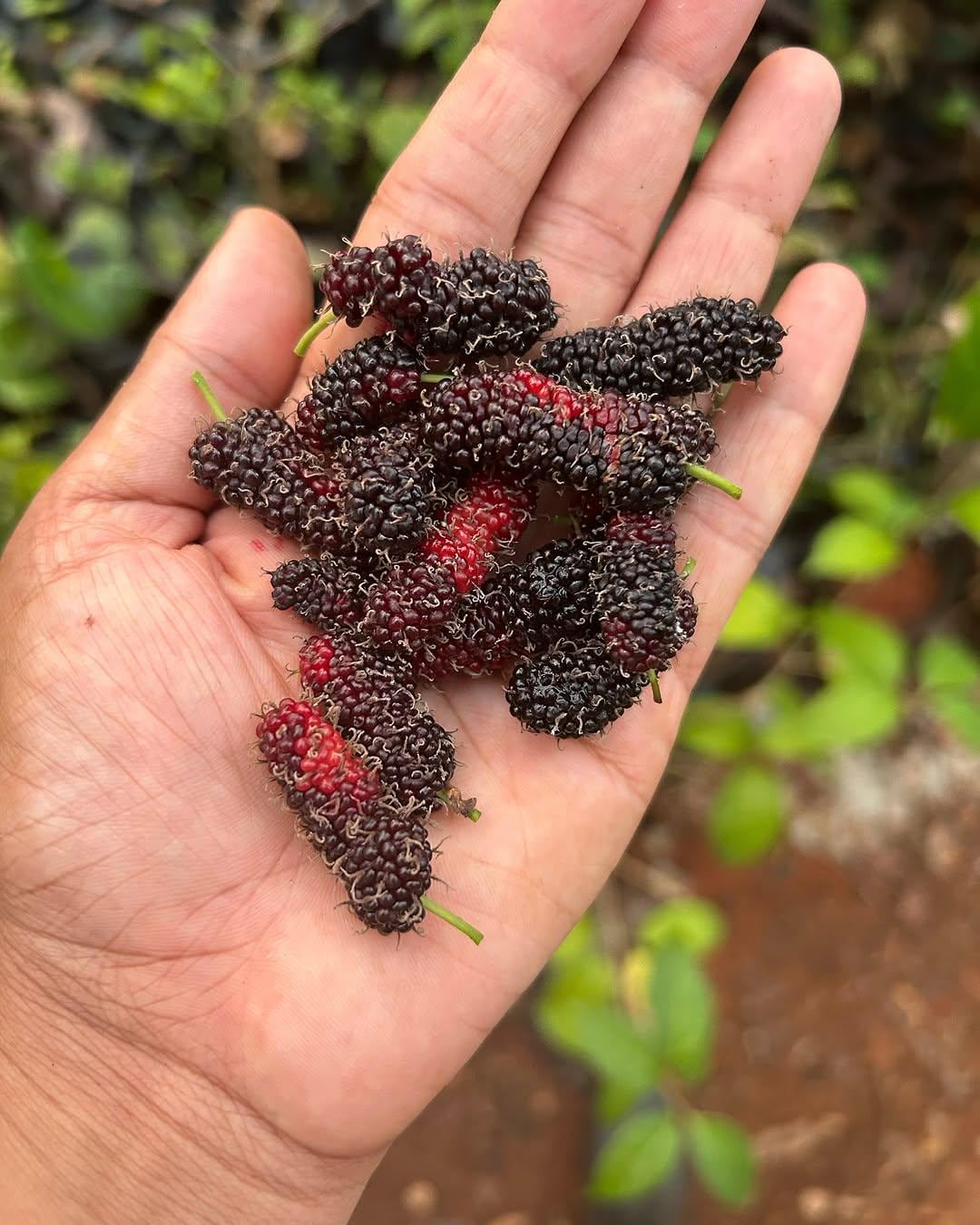 Grafted Dwarf Mulberry Fruit Tree, Top Quality Fast Fruiting - Etsy