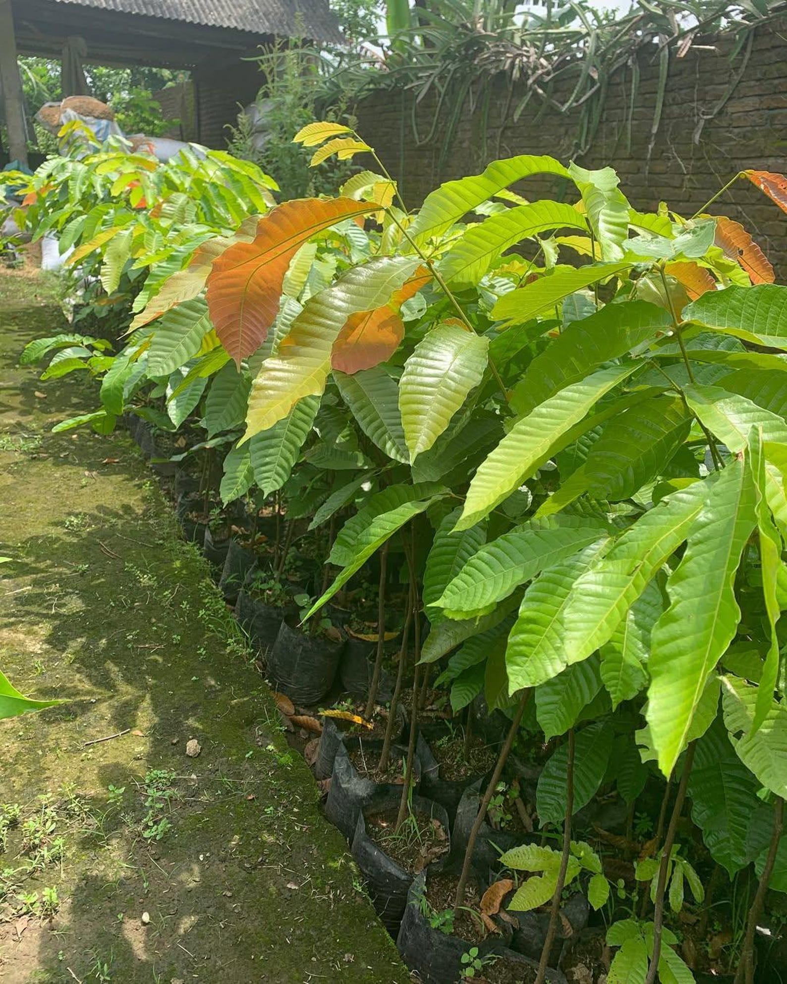 Grafted Matoa Pometiana Pinnata Fruit Tree, Top Quality Fast Fruiting ...