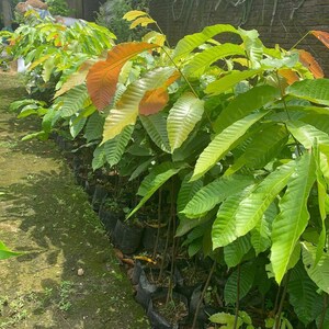 Grafted Matoa Pometiana Pinnata Fruit Tree, Top Quality Fast Fruiting ...