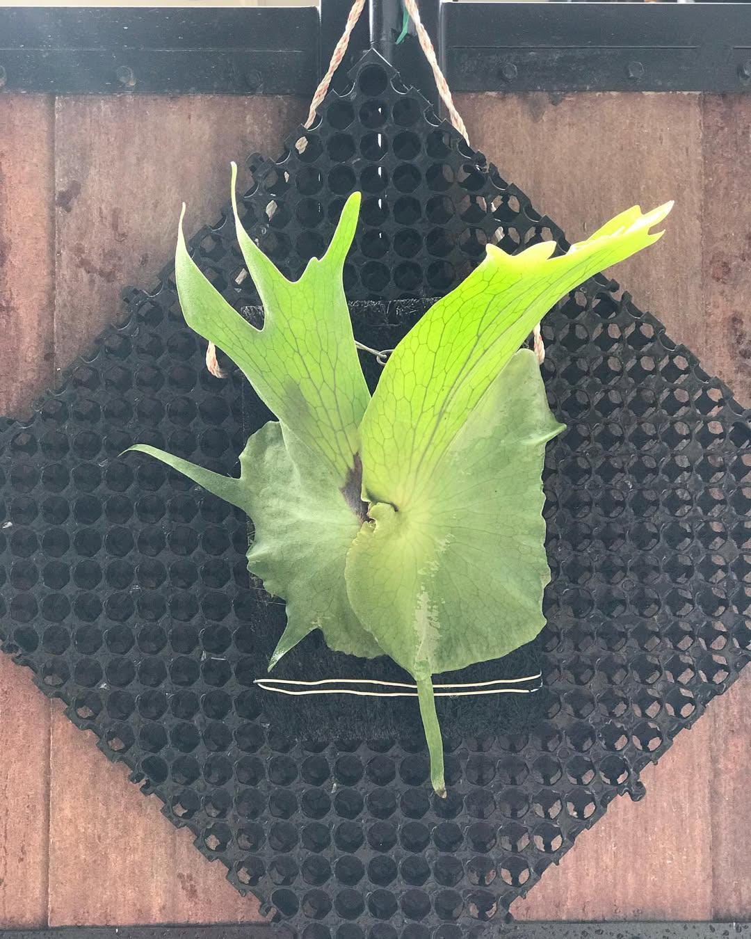 Platycerium Holttumii, Perfect Condition Patch Plant - Etsy