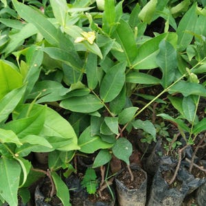 Grafted Water Apple Kusuma Red Fruit Tree, Top Quality Fast Fruiting - Etsy