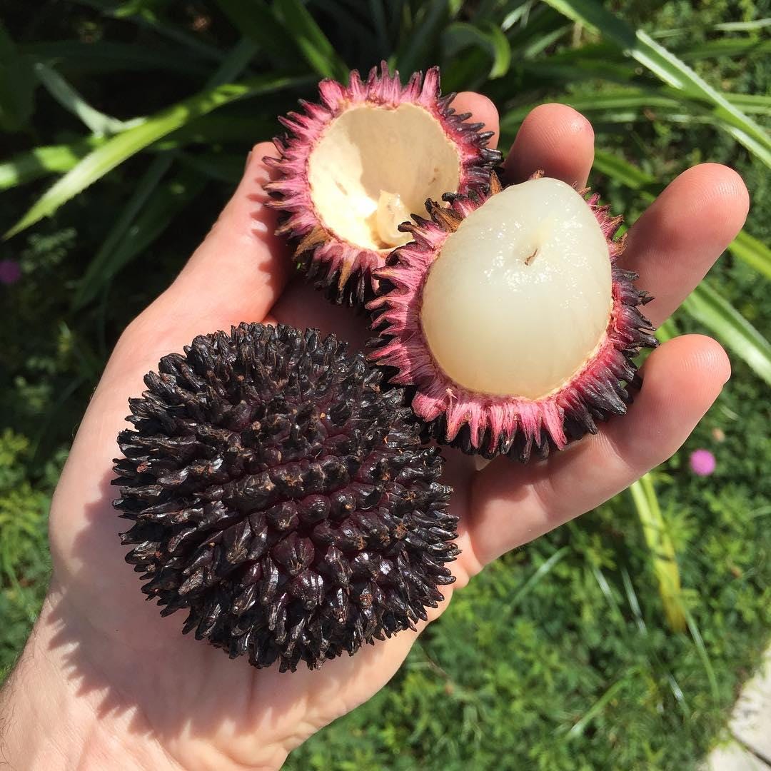 Grafted Pulasan Fruit Tree, Top Quality Fast Fruiting - Etsy