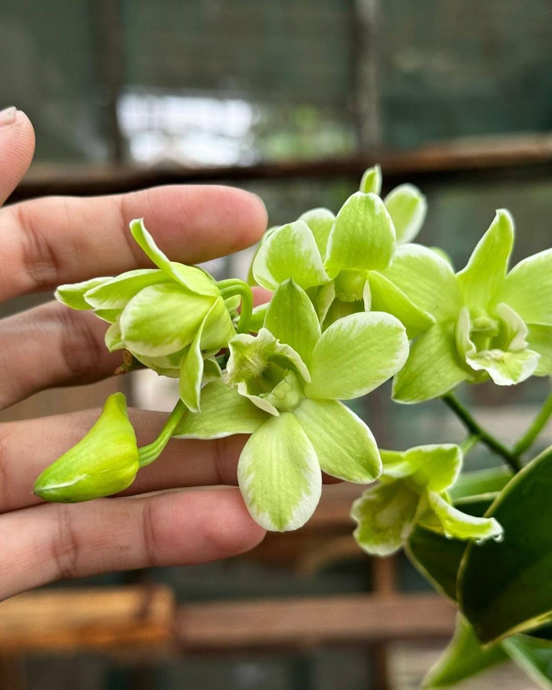 Dendrobium Burana Green Variegated Orchid Plants Ready to Flower - Etsy
