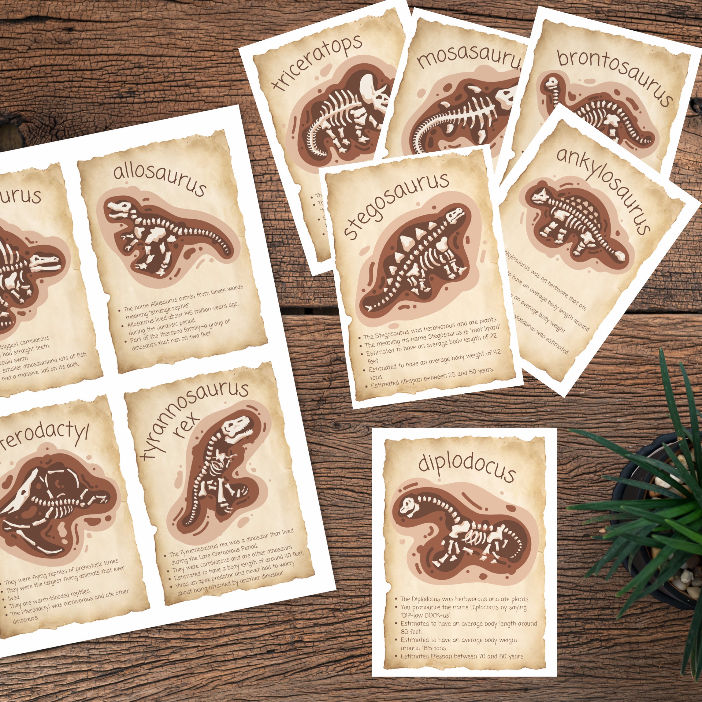 Dinosaur Fossil Flashcards Montessori Home Education Teacher Resources ...