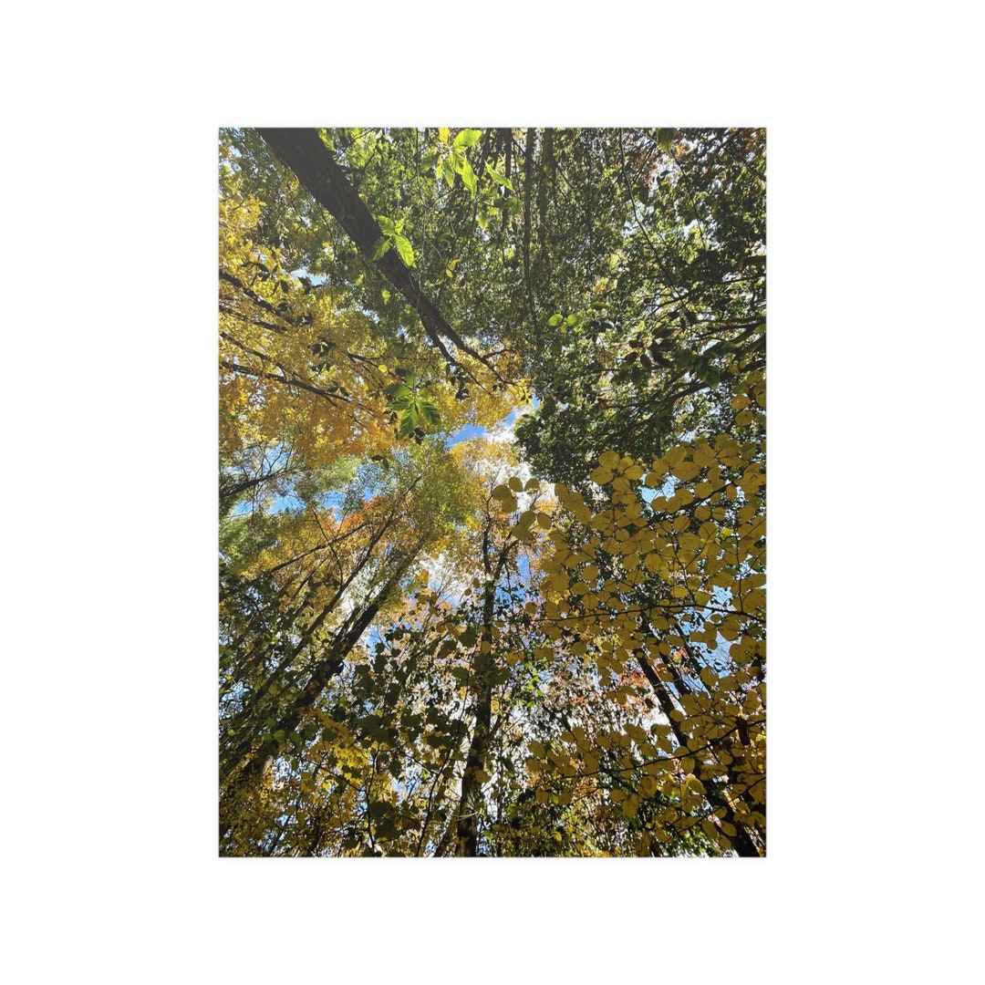 Trees Looking Up, Nature Photography, Trees, Photography - Etsy