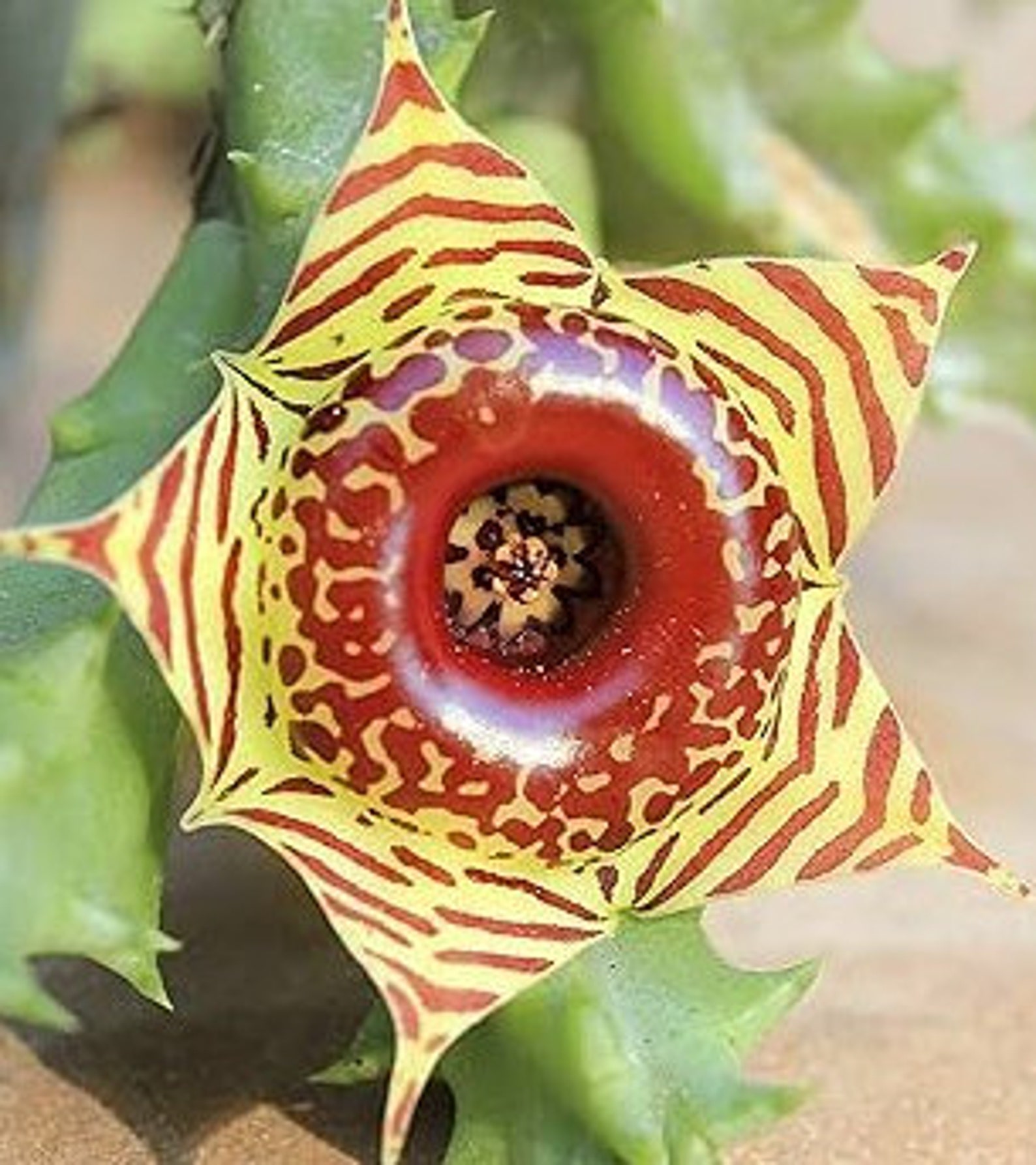 Lifesaver Cactus - Live Plant - Huernia Zebrina - Extremely Rare Cactus ...
