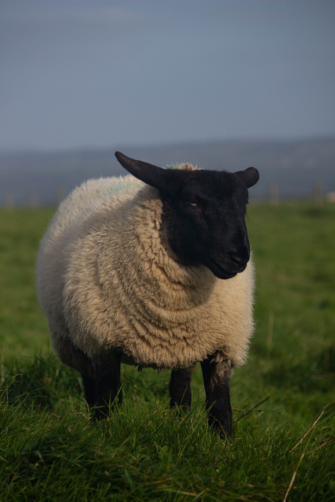 Original 10in. X 15in. Photo Print - Count Your Sheep (cliffs of Moher ...