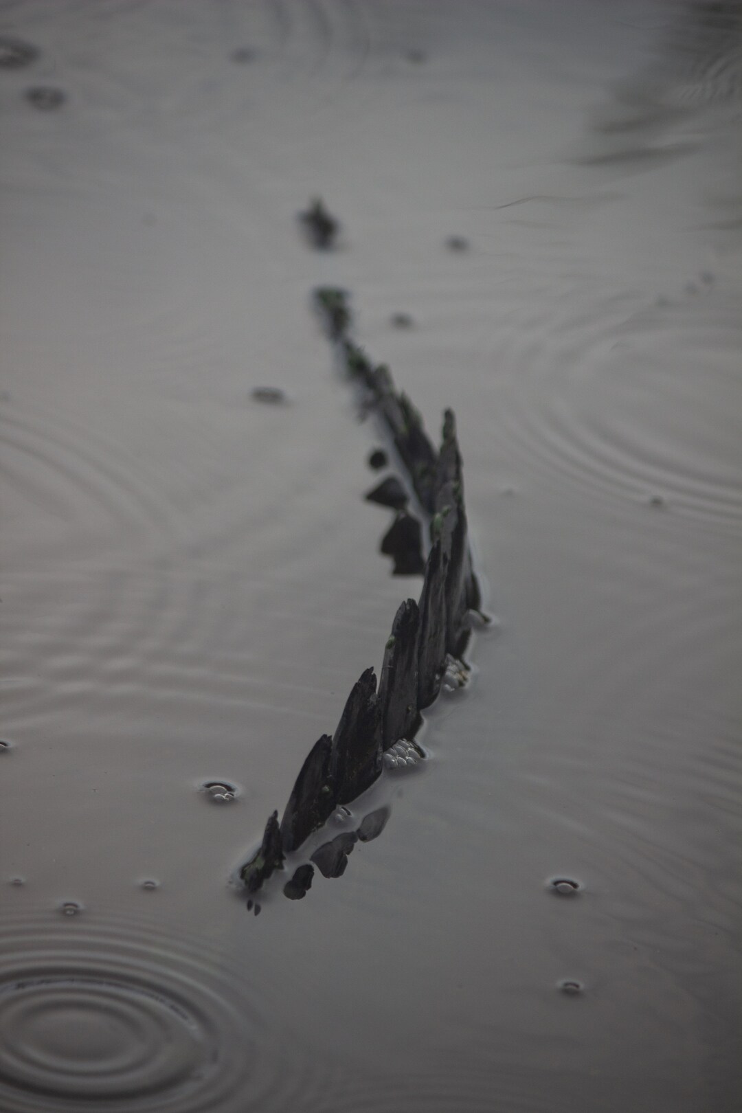 Original 6in. X 9in. Photo Print - Alligator Armor (florida Everglades ...