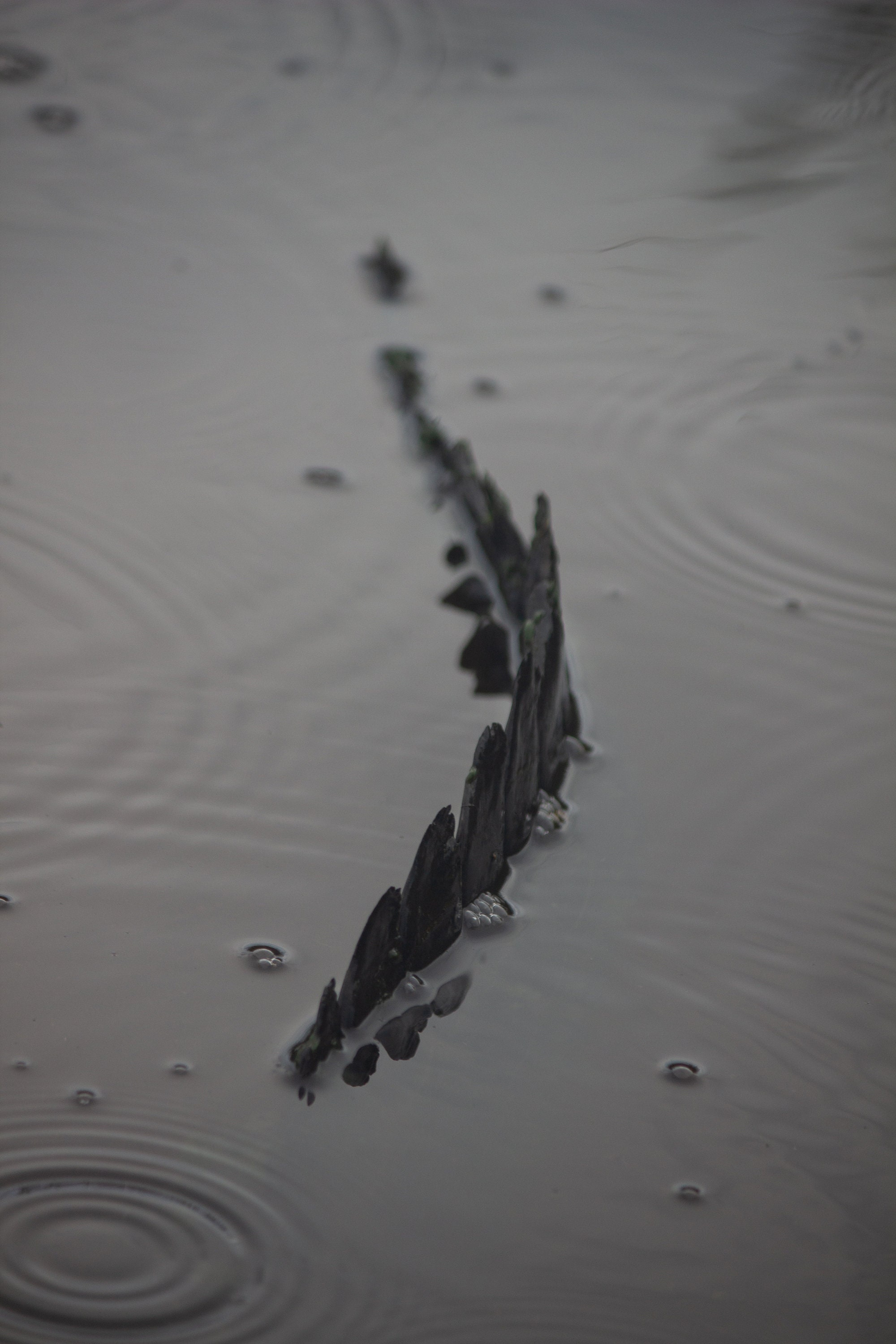 Original 6in. X 9in. Photo Print - Alligator Armor (florida Everglades ...