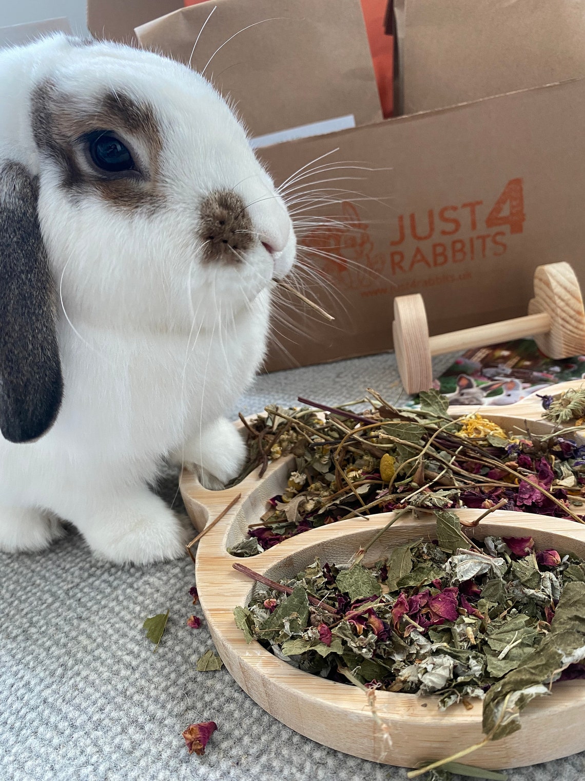 Monthly Forage Box for Rabbits, Bunny Box, Forage, Toys, Treats for ...