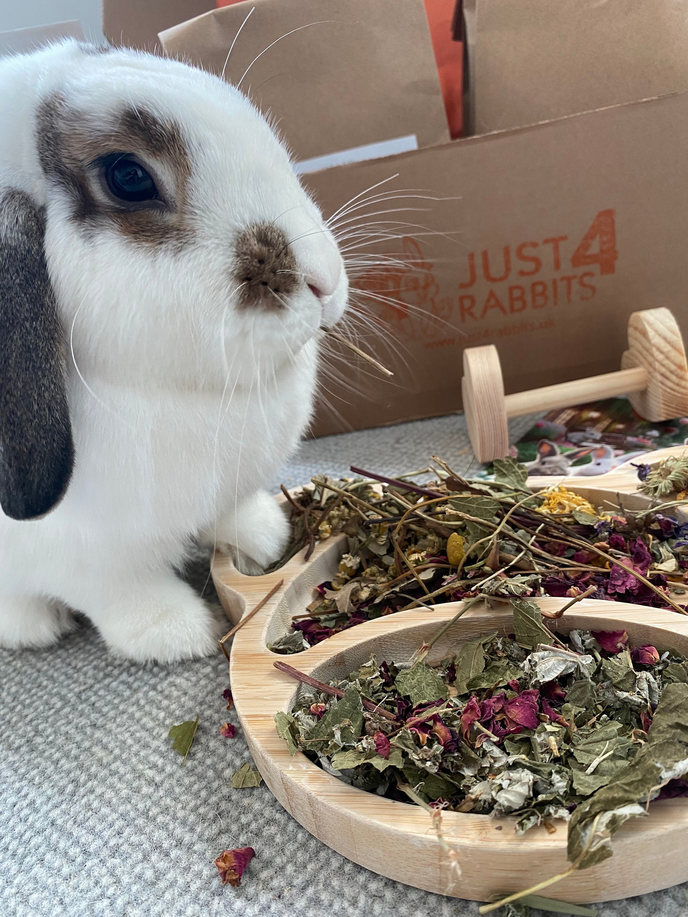 Monthly Forage Box for Rabbits, Bunny Box, Forage, Toys, Treats for ...