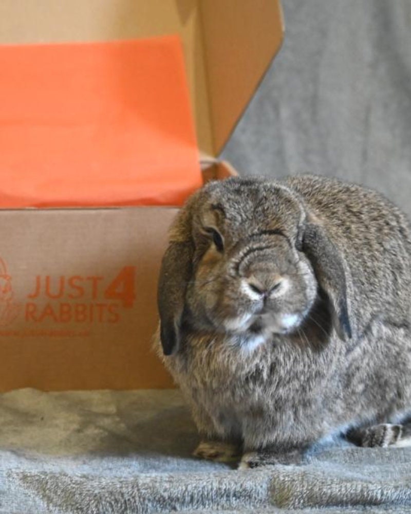 Monthly Forage Box for Rabbits, Bunny Box, Forage, Toys, Treats for ...