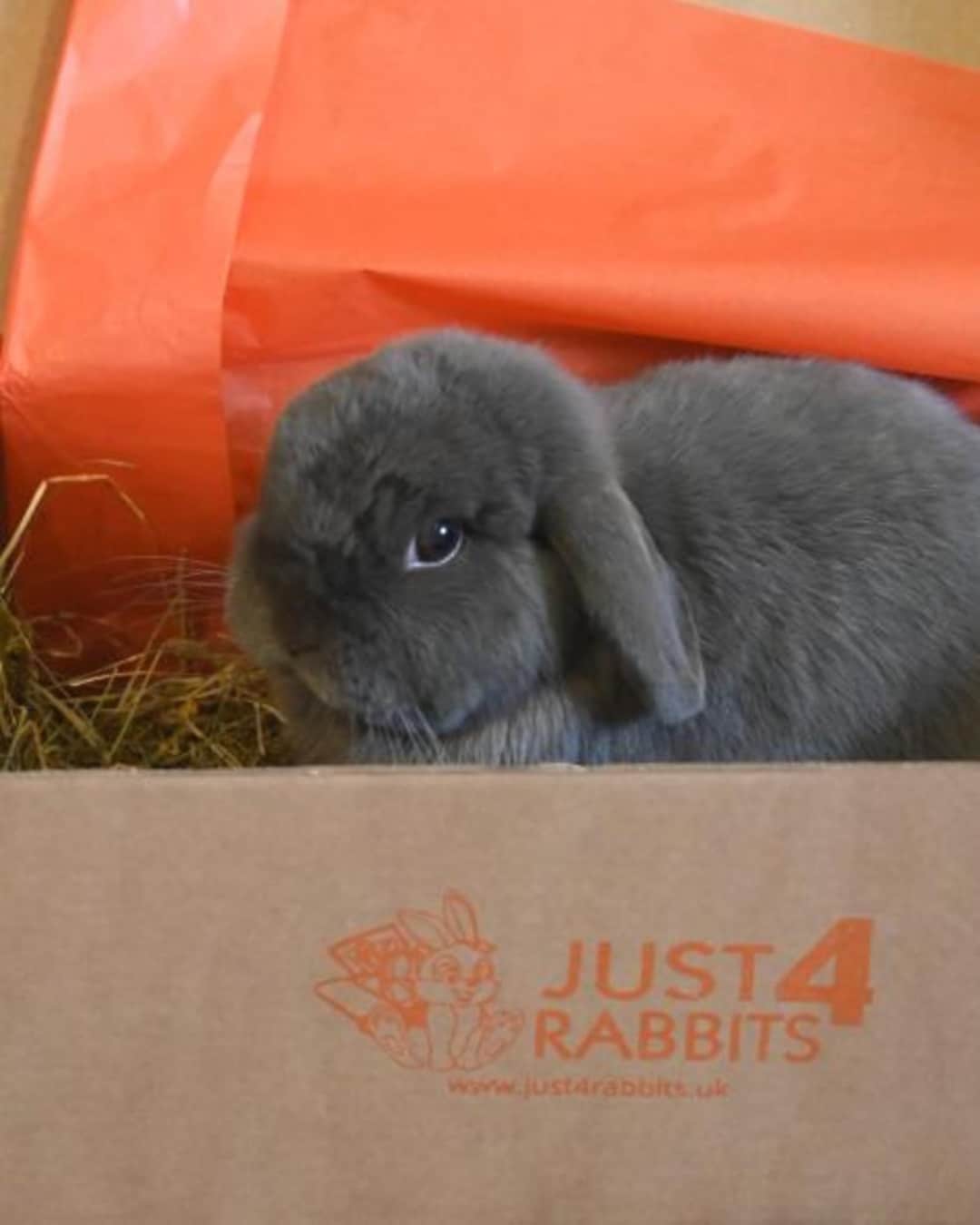 Monthly Forage Box for Rabbits, Bunny Box, Forage, Toys, Treats for ...