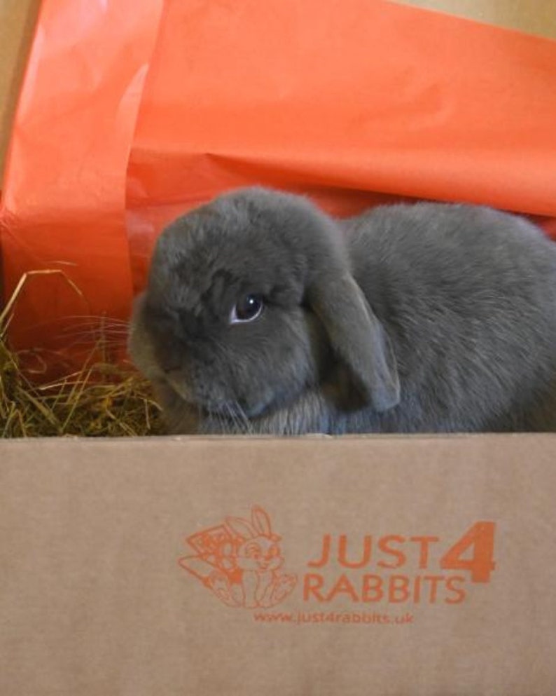 Monthly Forage Box for Rabbits, Bunny Box, Forage, Toys, Treats for ...