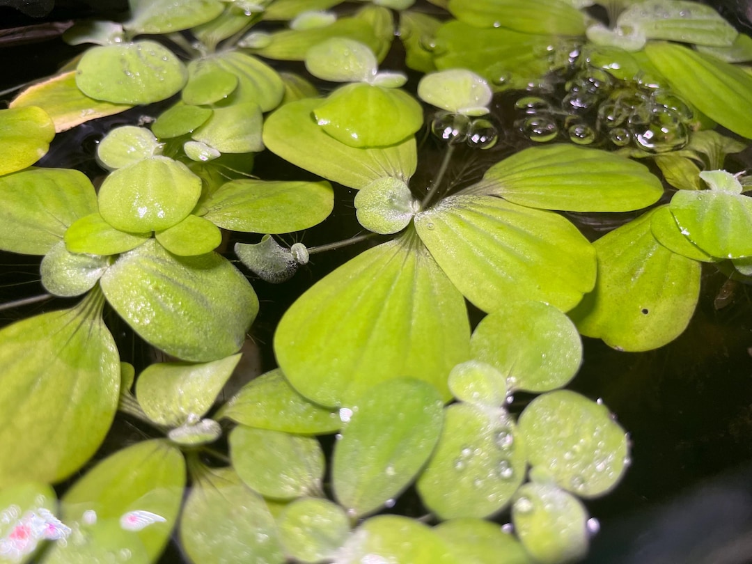 Dwarf Water Lettuce – 6+ Leaves – Live Floating Aquarium Plant for ...