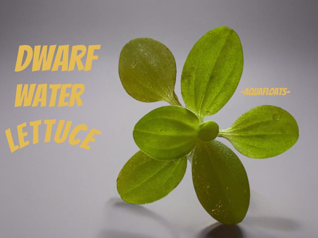 Dwarf Water Lettuce - Leaf Floating Aquarium Plants - Live Aquatic ...