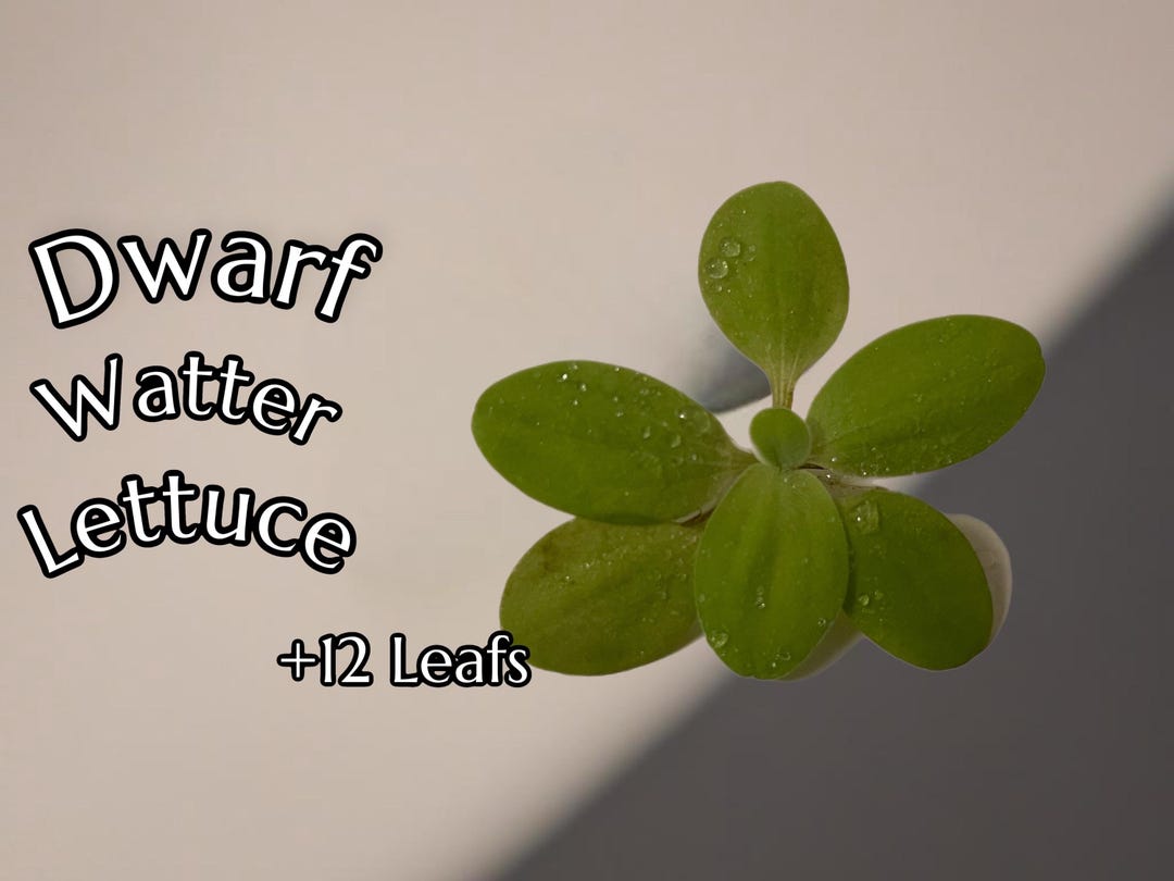 Dwarf Water Lettuce, Live Aquarium Plant - 12+ Leaf Floating Plant for ...