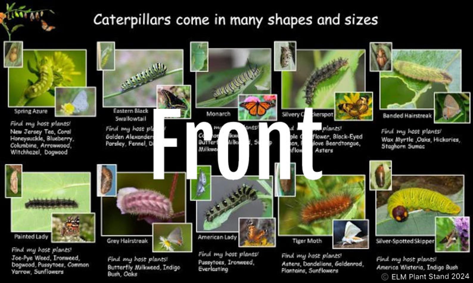 All About Caterpillars Sign 18x30 - Etsy