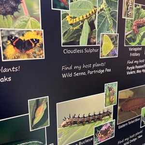 All About Caterpillars Sign 18x30 - Etsy