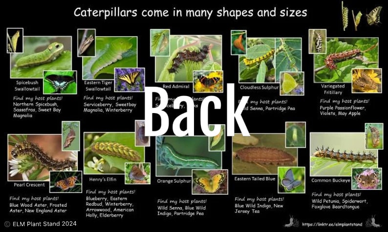 All About Caterpillars Sign 18x30 - Etsy