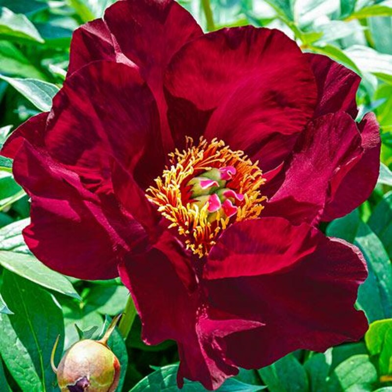 Tree Peony - Etsy