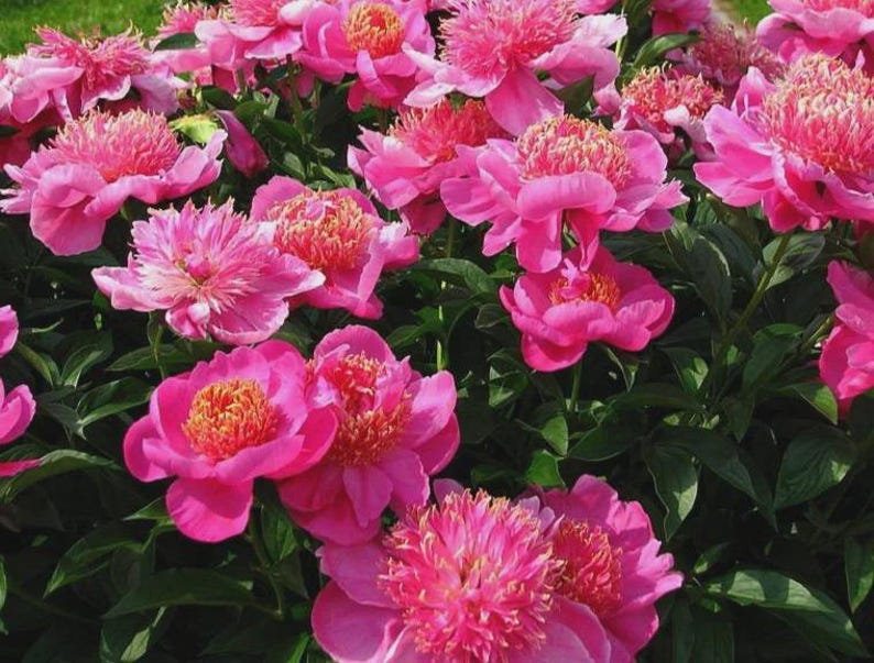 1 Peony Plant "neon" Hot Pink, 2-3 Eye (1 Bare Root) Fragrant ...