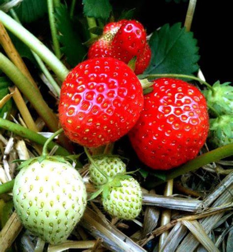 12 Everbearing Strawberry Plants quinault Sweet, High Yields pack of 12 ...
