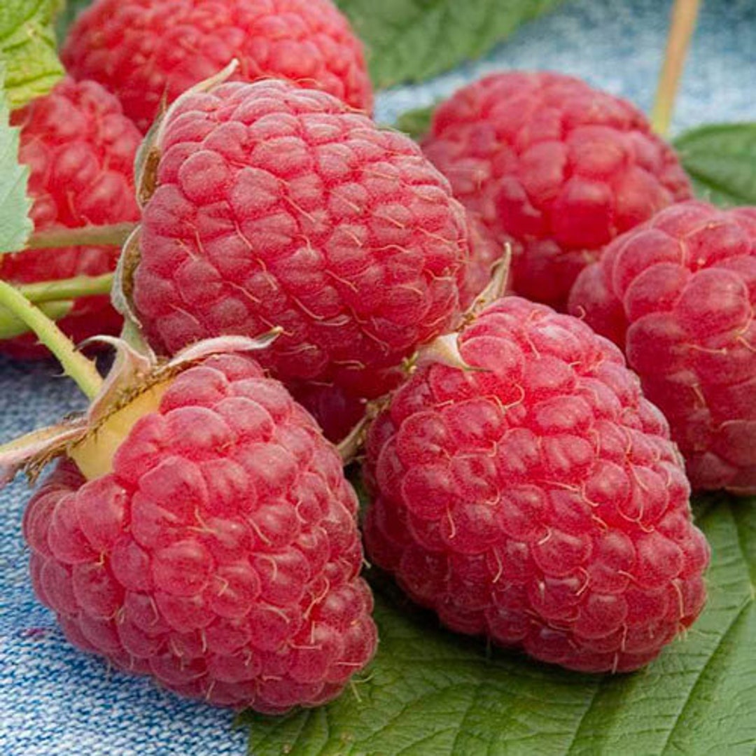 2 Raspberry Plants "himbo-top" Extremely Large, Sweetest Berries(2 ...