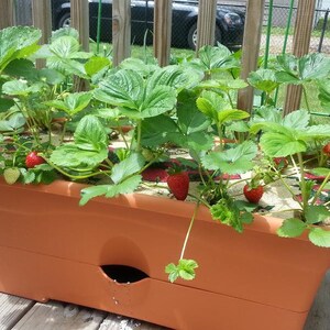 6 Seascape Everbearing Strawberry Plants-super Sweet (pack of 6 Bare ...