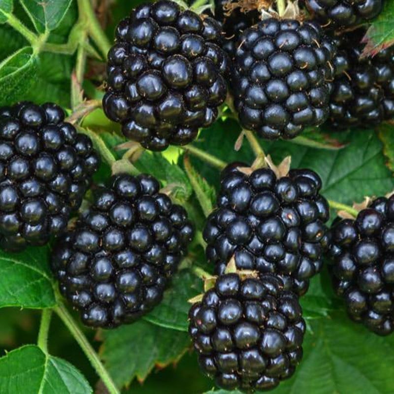 Thornless Blackberry Seeds - Etsy