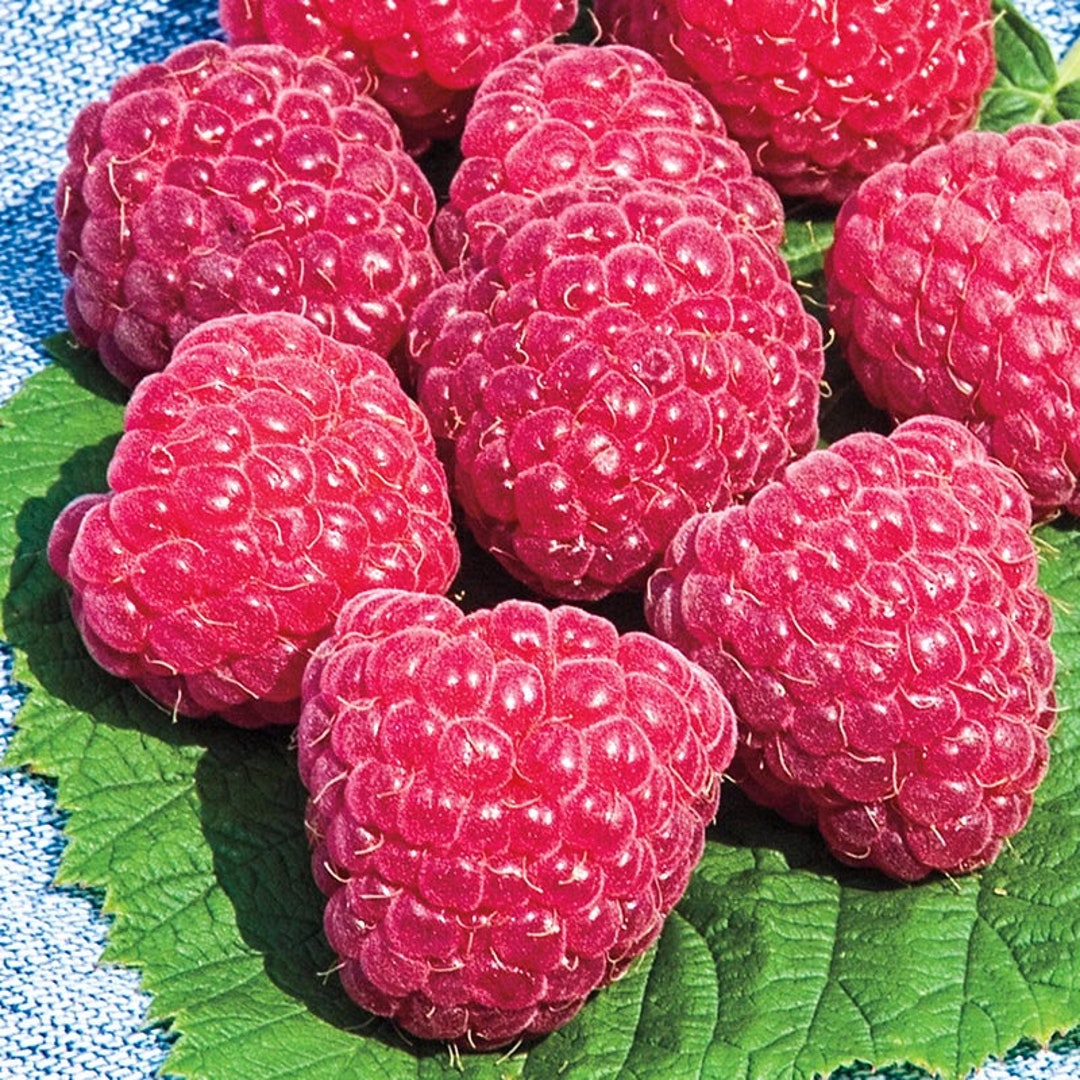 2 Raspberry Plants "caroline" Large, Sweet Berries(2 Large Bare Root ...