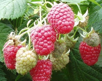2 Raspberry Plants Joan J - Completely Thornless, Everbearing, High ...