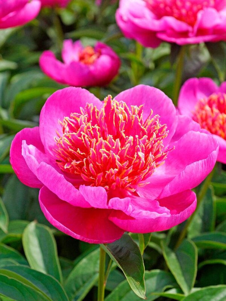 1 Peony Plant "neon" Hot Pink, 2-3 Eye (1 Bare Root) Fragrant ...