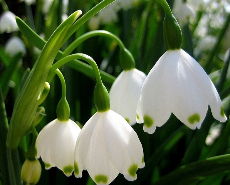 6 Bulbs Leucojum Aestivum-summer Snowflake pack of 6 Lrg Bulbs ...