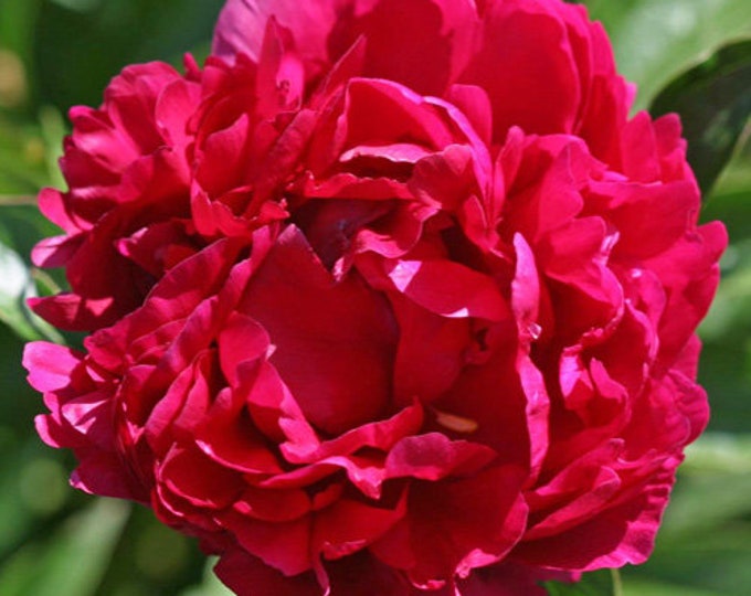 1 Peony Plant-double Peony "karl Rosenfield"(red) 2-3 Eye (1 Large Bare ...